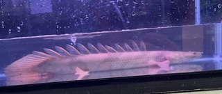 アフリカより怪獣がやってきました！ - サンバース